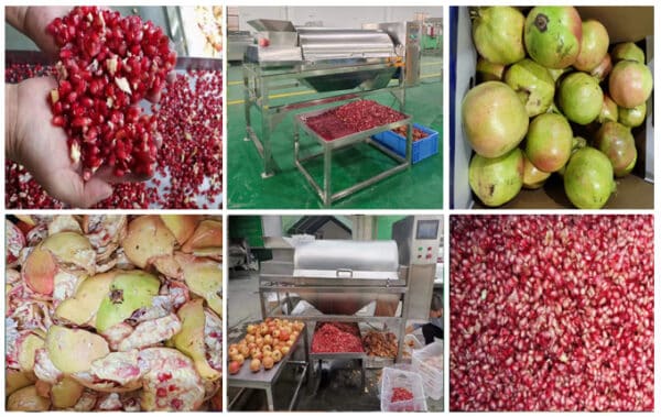 Pomegranate Peeling Machine | Pomegranate Deseeder
